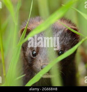Irish wild animals - Wild American mink on a log along the Dodder river ...