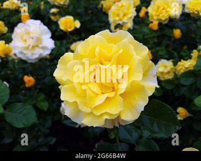 Yellow Rose Flower Gold Fassade Stock Photo - Alamy