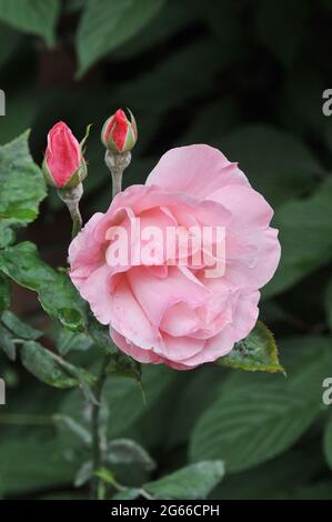 Kastrup/ Denmark. 03 July 2021,Electric auto recharging at E-On ...