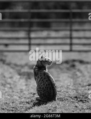 Strumpsahw Fen, April 2021 Stock Photo - Alamy