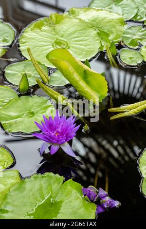 Beautiful Nymphaea 'King of Siam’, Nymphaea King of the Blues, Numpheae ...