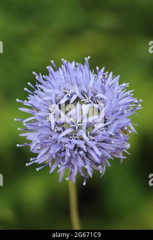 Sheep's bit scabious, Jasione montana, is a low-growing plant in the ...