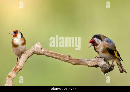 A rare mutation of a giant European Goldfinch, Goldfinch (Carduelis ...