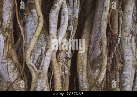 Shot of a large Banyan tree in the Bermuda Botanical Gardens, Paget ...