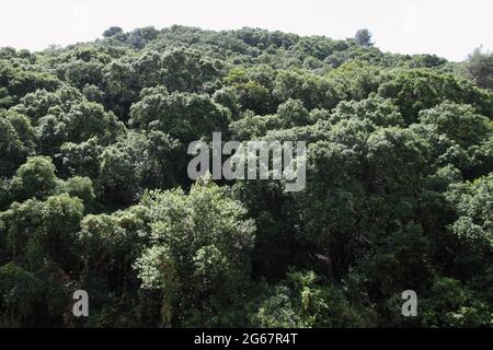 Palestine Oak Trees or Quercus Calliprinos in Upper Galilee, remnant of ...