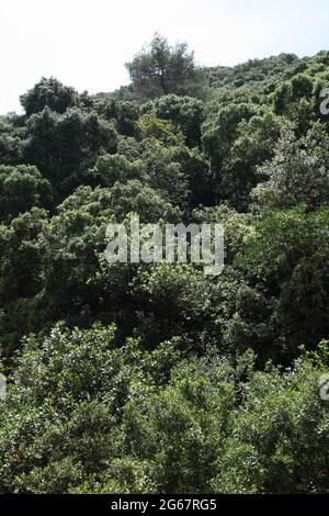 Palestine Oak Trees or Quercus Calliprinos in Upper Galilee, remnant of ...