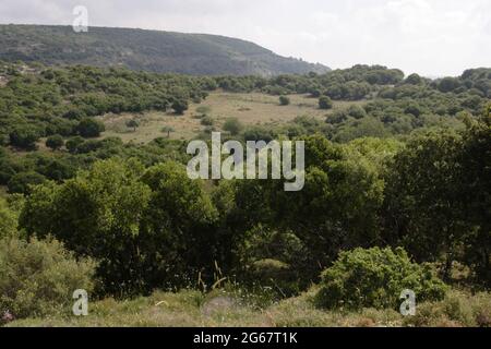 Palestine Oak Trees or Quercus Calliprinos on Mount Carmel, remnant of ...