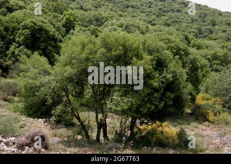 Palestine Oak Trees or Quercus Calliprinos on Mount Carmel, remnant of ...