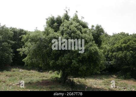 Palestine Oak Trees or Quercus Calliprinos on Mount Carmel, remnant of ...