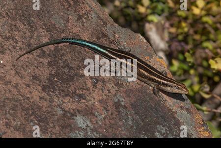 Dwarf Plated Lizard, Gerrhosaurus subtessellatus, South Africa Stock ...