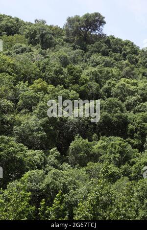 Palestine Oak Trees or Quercus Calliprinos on Mount Carmel, remnant of ...