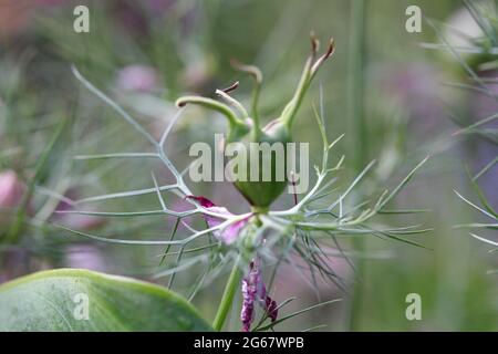 Macro image of a Nigella damascena seed pod (Love-in-a-mist Stock Photo ...