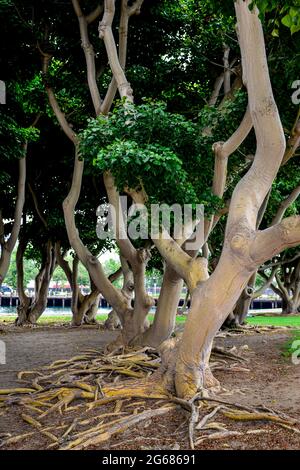 Banyan trees with their tangled, aerial and buttressing roots mesmerize ...