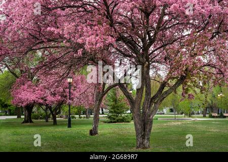 Blossoming fruit trees in Bethel Heritage Park, Winkler, Manitoba ...