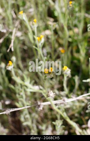 Scorpioid cyme inflorescences of Coast Fiddleneck, Amsinckia Menziesii ...