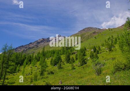 The mountain with snow top among a taiga Mountain Altai Siberia Stock ...