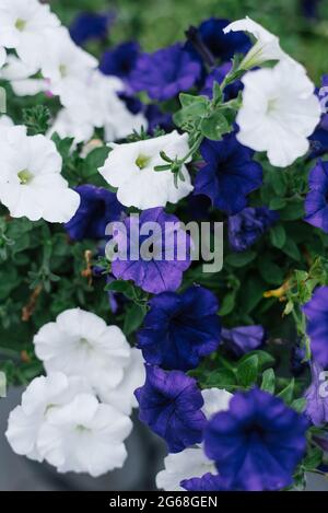 White Petunia Flowers, Close Up. Petunias are one of the most popular ...