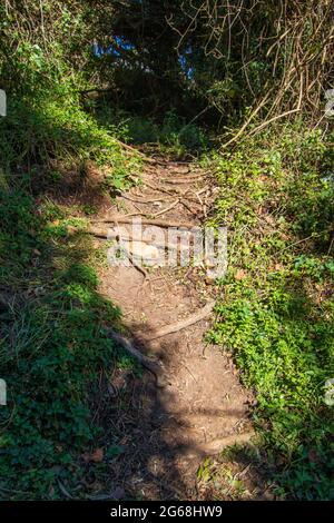 Pathway with tree roots as steps Stock Photo - Alamy