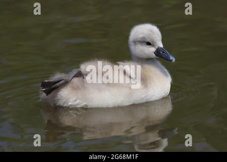 Soft downy white wet cygnet paddling across calm water surface Stock ...