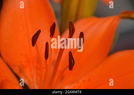 Lilium Orange Matrix, Asiatic lily Stock Photo - Alamy