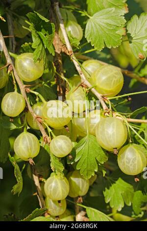 FRESH GREEN GOOSEBERRIES (RIBES GROSSULARIA) ON WHITE BACKGROUND ...