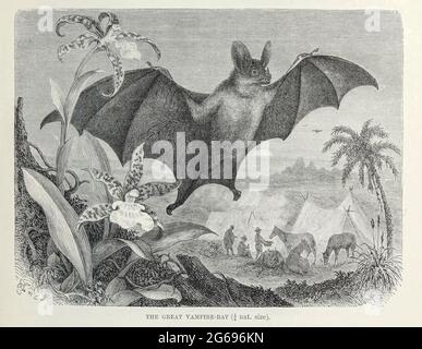 Great Vampire Bat, vintage illustration from 1893 Stock Photo - Alamy