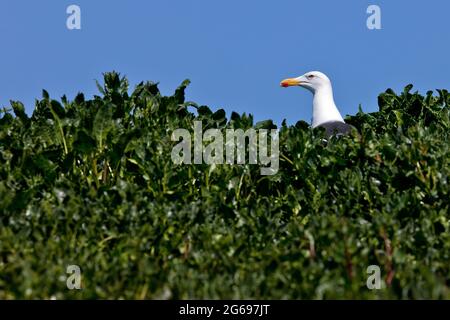 FRANCE. BRITANY. FINISTERE (29) MOLENE ISLAND Stock Photo - Alamy