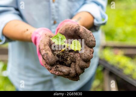 Hands hold a young cucumber seedling as it is placed into the soil in a ...