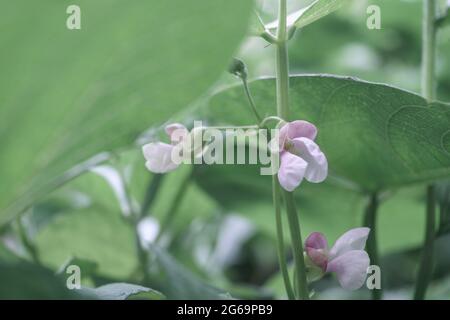 Beautiful fresh flowering beans leaf. Close up of a bush of green beans ...
