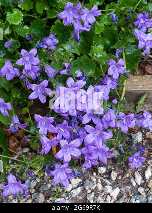 Campanula garganica ' Mrs Resholt ' the Adriatic Bellflower flourishing ...