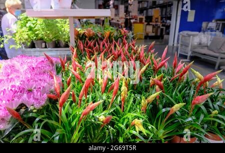 Bromeliads or Vriesia are a tropical plant. Aechmea fasciata, Urn plant ...