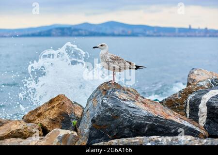 The seagull poses on the rocks by the sea Stock Photo - Alamy