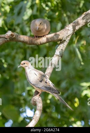 Two mourning doves (Zenaida macroura) mate while a third looks on Stock ...