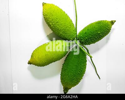 Spiny gourd vegetable also known as Spine gourds or Kantola are ...