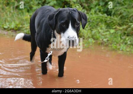Dog runs through puddles and leaves paw prints in the mud Stock Photo ...