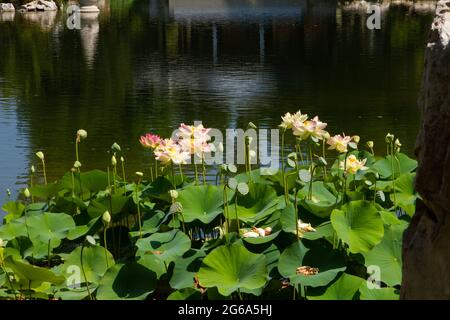 Water lilies bloom in the ancient Huaihe River area of Huai'an City ...