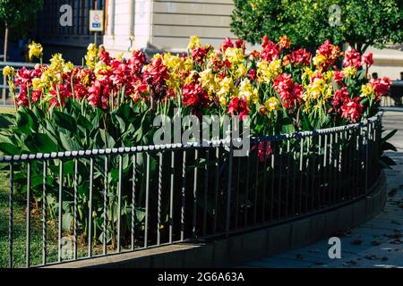 Seville Spain July 03, 2021 Flowers in bloom in the streets of Seville ...