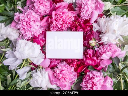 Pink peony monochrome greeting card. Fresh fragrant peony flowers ...