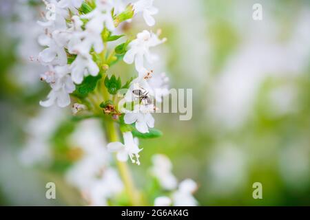 Blossoming thyme in the nature with blurred background. White thyme ...