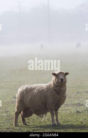 Pregnant ewe on a farm Stock Photo - Alamy