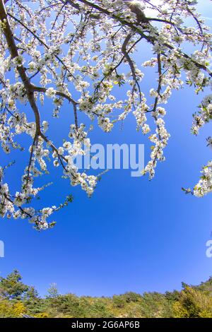 Almond blossom against blue background Stock Photo - Alamy