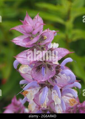 Macro shot of pink salvia flowers in bloom Stock Photo - Alamy