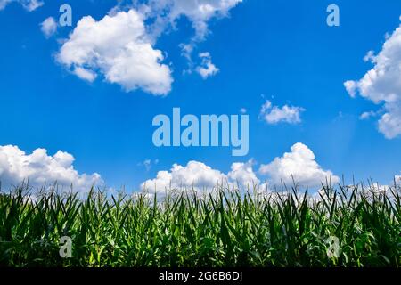 Field of corn against blue, cloudy sky Stock Photo - Alamy