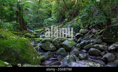 Toolona Creek, Lamington National Park Stock Photo - Alamy