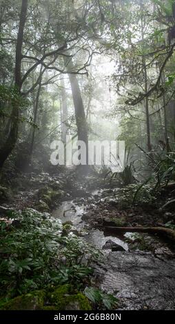 Toolona Creek, Lamington National Park Stock Photo - Alamy