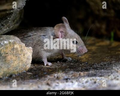 family of mice Stock Photo - Alamy