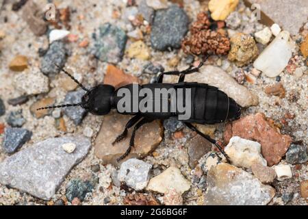 Rove beetle, Devil's coach-horse beetle, Cocktail beetle (Ocypus spec ...