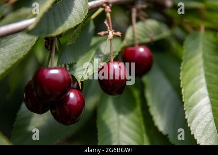 Igensdorf, Germany. 04th July, 2021. Sweet cherries of the Carmen ...