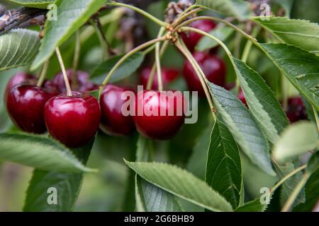 Igensdorf, Germany. 04th July, 2021. Sweet cherries of the Carmen ...