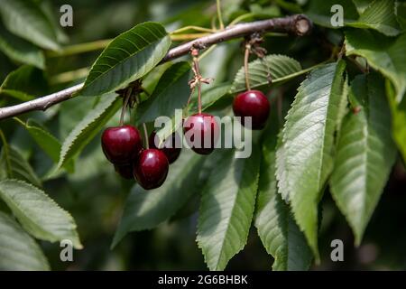 Igensdorf, Germany. 04th July, 2021. Sweet cherries of the Carmen ...